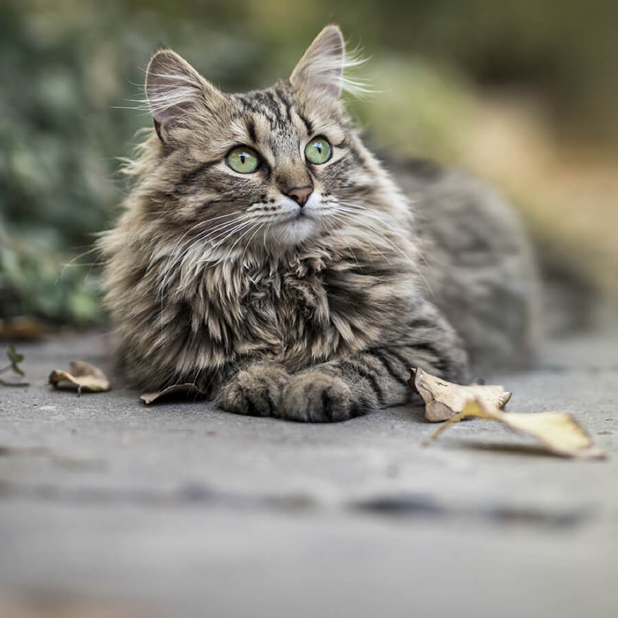 All Breed Adult Classic Cat - Montego Pet Nutrition