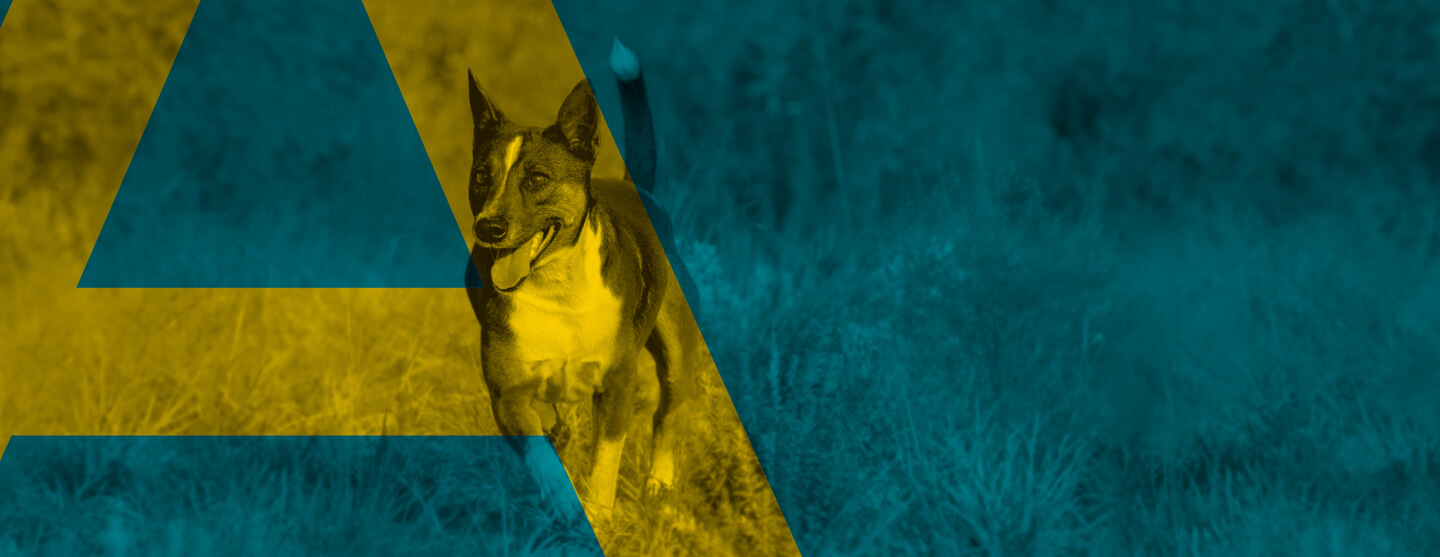 Wuma! Adult Dry Food - Montego Pet Nutrition