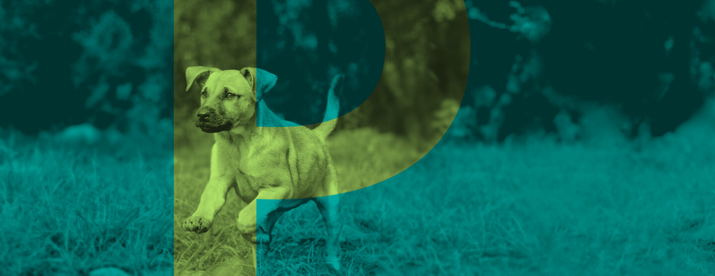 Wuma! Puppy Dry Food - Montego Pet Nutrition