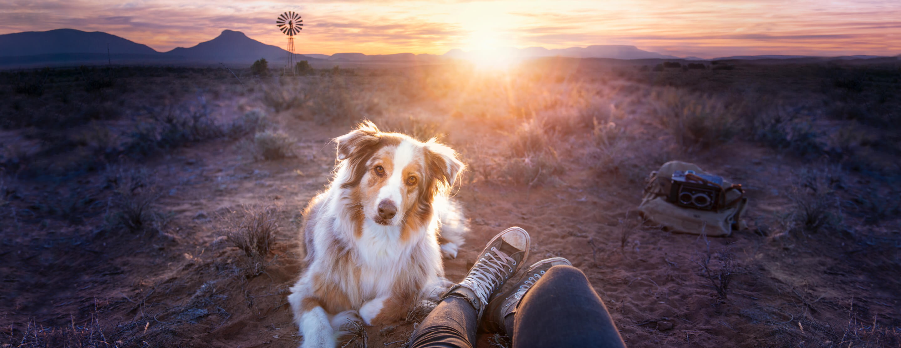 Karoo All Breed Senior - Montego Pet Nutrition