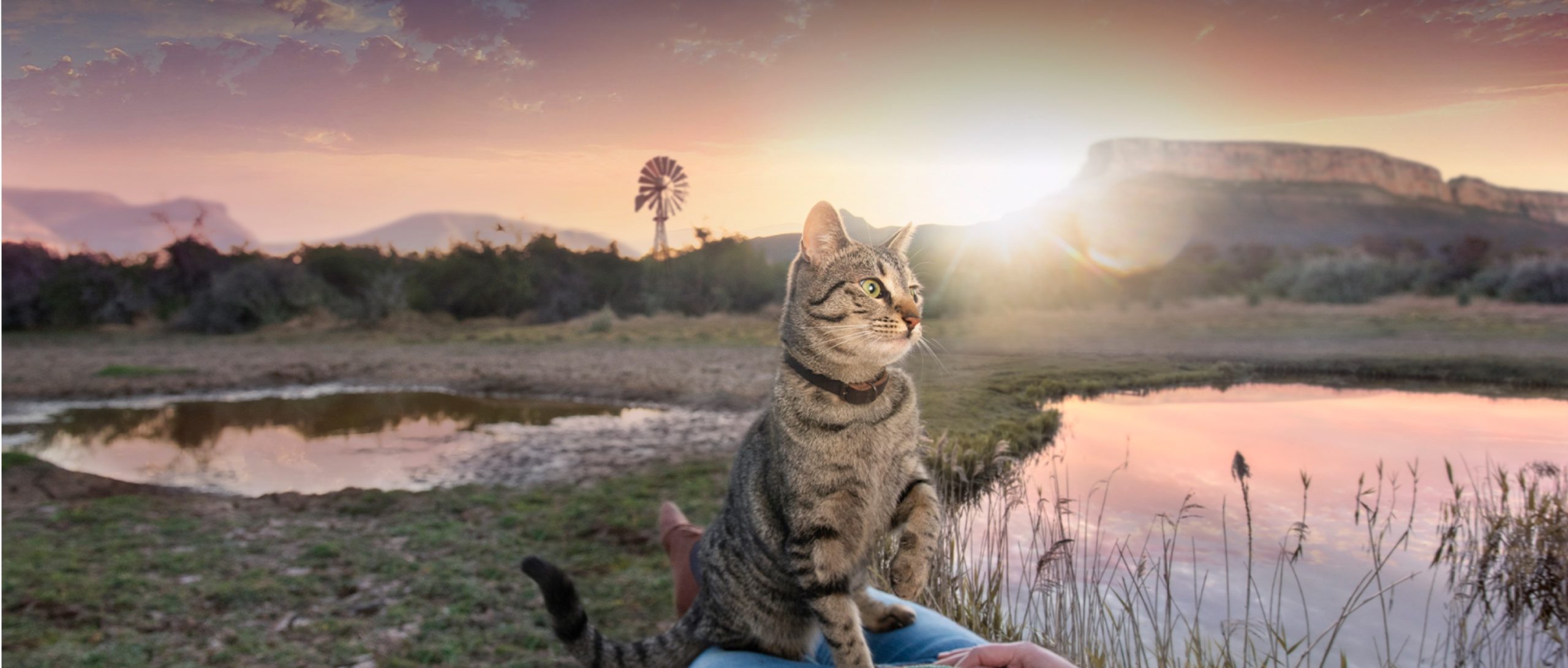 Karoo Adult Cat Food – Dry – Trout - Montego Pet Nutrition