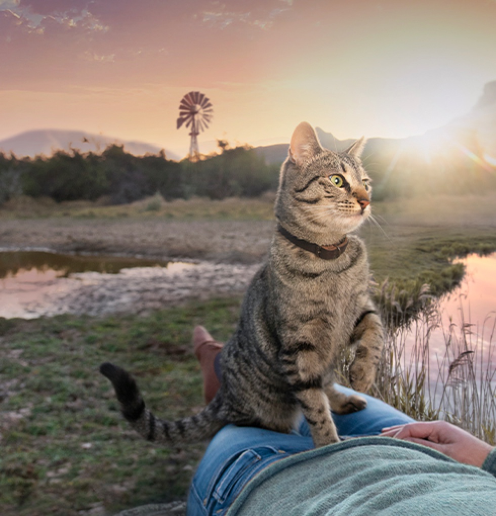 Karoo Adult Cat Food – Dry – Trout - Montego Pet Nutrition