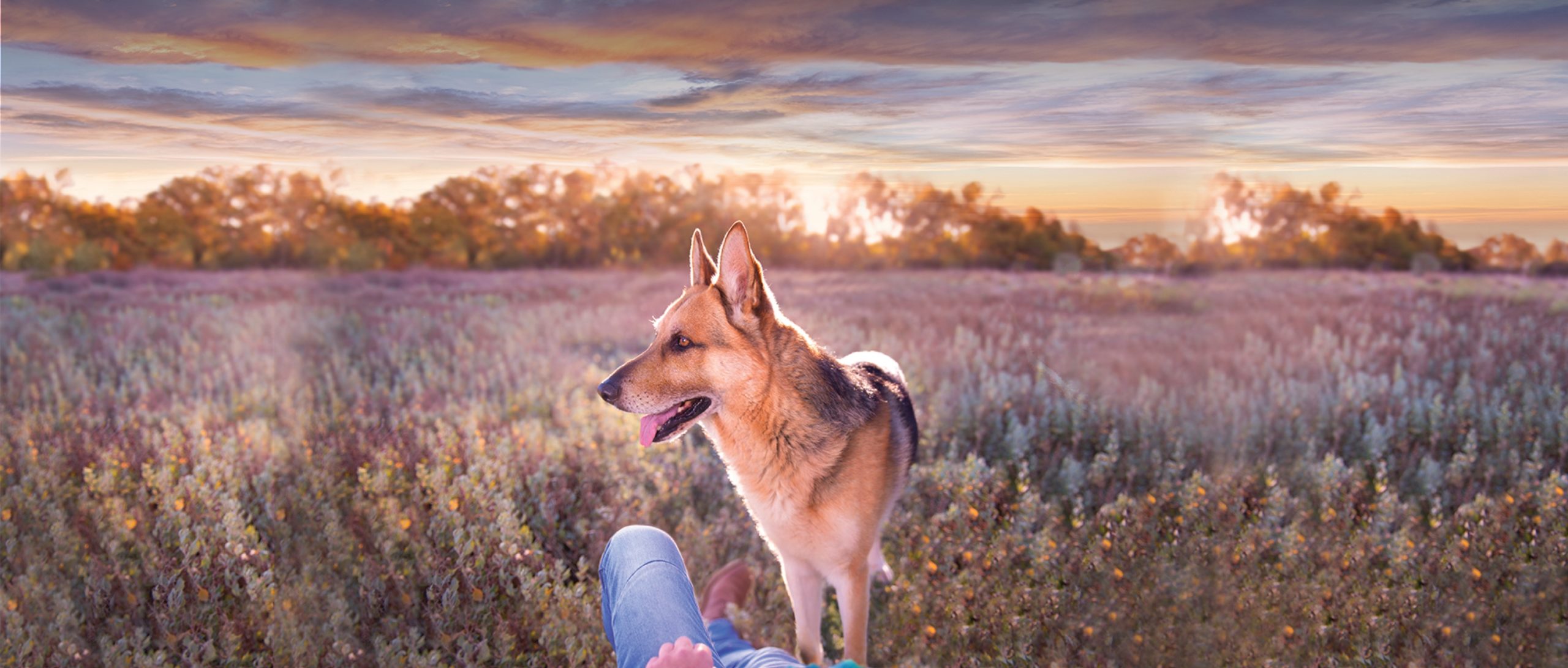 Karoo Adult Dog Dry – Beef - Montego Pet Nutrition