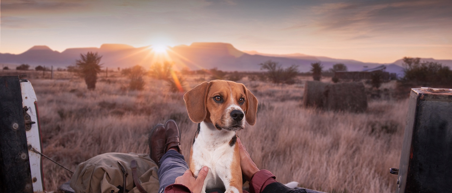 Karoo Adult Dog Dry – Venison - Montego Pet Nutrition