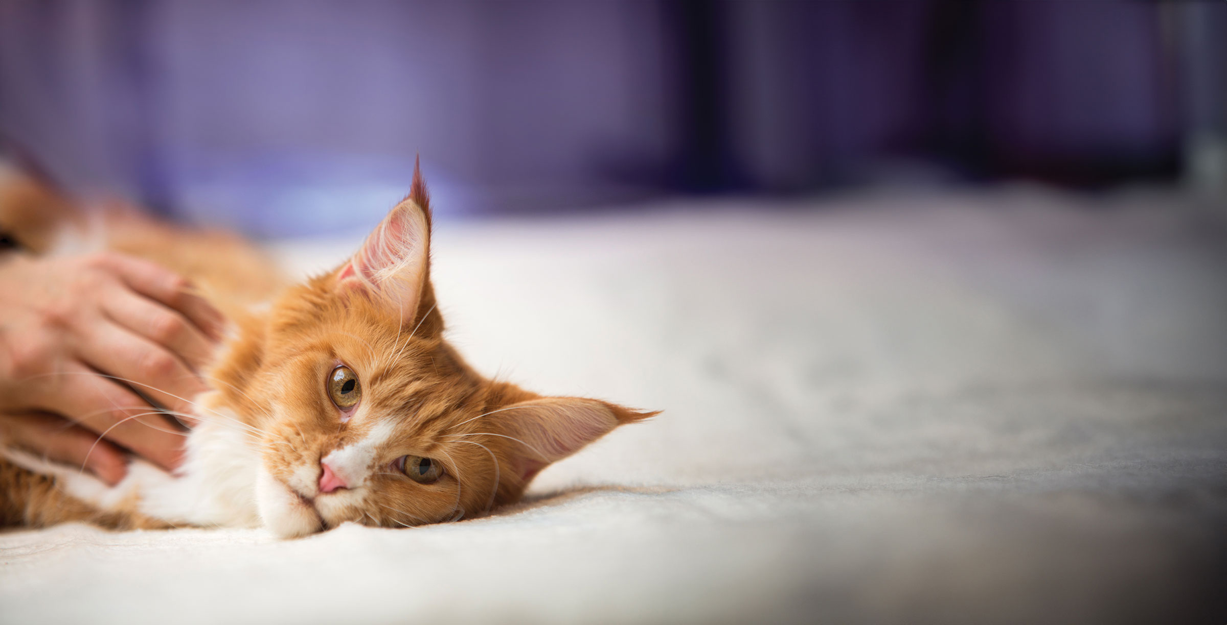 Karoo All Breed Adult Cat Wet Food - Montego Pet Nutrition